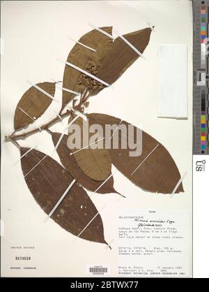 Miconia aureoides Cogn Miconia aureoides Cogn Stock Photo - Alamy