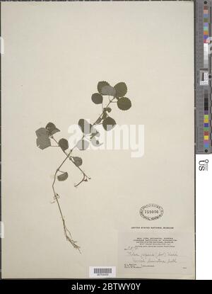 Pilea repens Sw Wedd Pilea repens Sw Wedd Stock Photo - Alamy