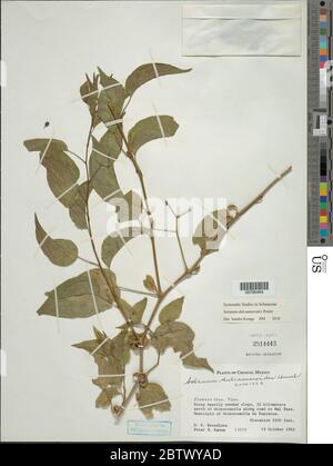 Solanum dulcamaroides Dunal Solanum dulcamaroides Dunal Stock Photo - Alamy