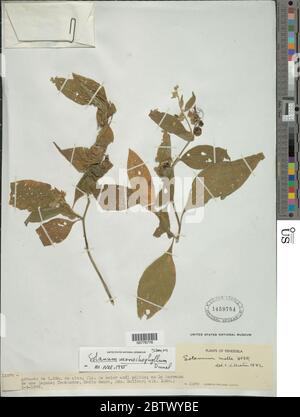 Solanum monachophyllum Dunal Solanum monachophyllum Dunal Stock Photo ...