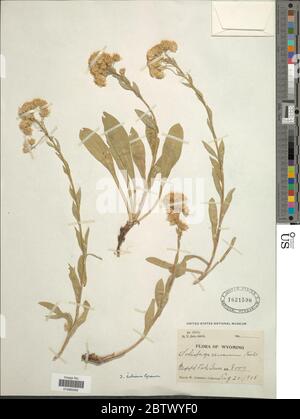 Solidago ciliosa Greene Solidago ciliosa Greene Stock Photo - Alamy