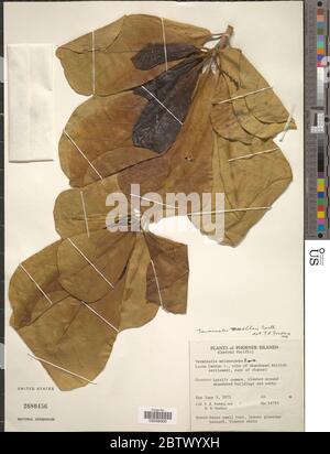 Terminalia muelleri Terminalia muelleri Stock Photo - Alamy