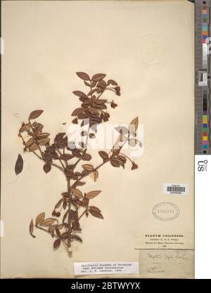 Ugni molinae Turcz Ugni molinae Turcz Stock Photo - Alamy