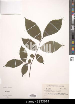 Ulmus rubra Muhl Ulmus rubra Muhl Stock Photo - Alamy