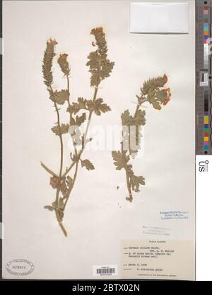 Verbena ciliata Benth Verbena ciliata Benth Stock Photo - Alamy