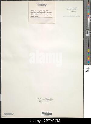 Anacystis cyanea Anacystis cyanea Stock Photo - Alamy