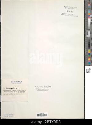 Anacystis cyanea Anacystis cyanea Stock Photo - Alamy