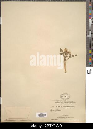 Cymopterus bulbosus A Nelson Cymopterus bulbosus A Nelson Stock Photo ...