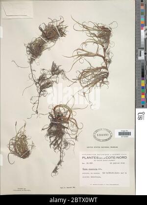 Carex rupestris All Carex rupestris All Stock Photo - Alamy