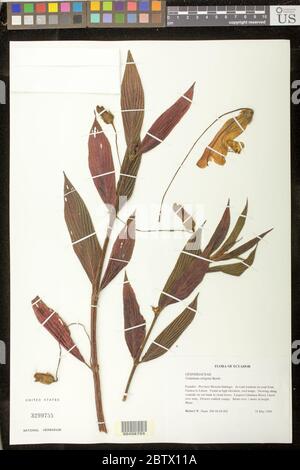 Columnea strigosa Benth Columnea strigosa Benth Stock Photo - Alamy