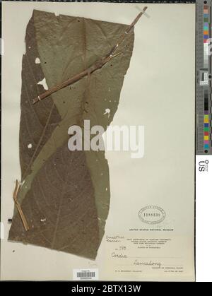 Cordia sp Cordia sp Stock Photo - Alamy