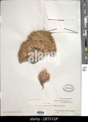 Oreobolus pectinatus Hook f Oreobolus pectinatus Hook f Stock Photo - Alamy