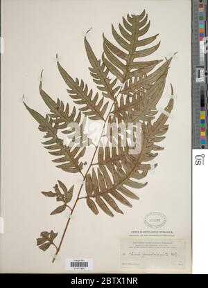 Pteris altissima Poir Pteris altissima Poir Stock Photo - Alamy