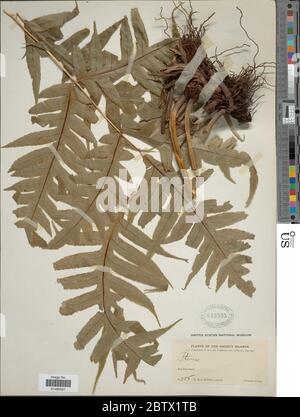 Pteris sp Pteris sp Stock Photo - Alamy