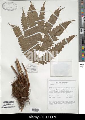 Pteris sp Pteris sp Stock Photo - Alamy