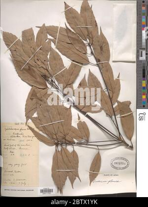 ring-cupped oak (Quercus glauca), Plantae, Kamikoshikicho Nakakoshiki ...