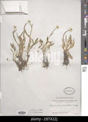 Ranunculus pulchellus Ranunculus pulchellus Stock Photo - Alamy