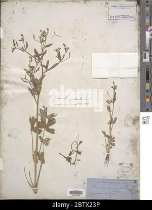 Ranunculus sceleratus L Ranunculus sceleratus L Stock Photo - Alamy