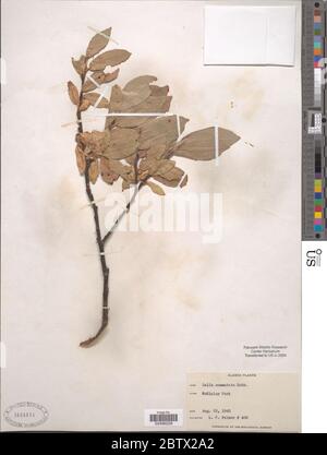 Salix commutata Bebb Salix commutata Bebb Stock Photo - Alamy