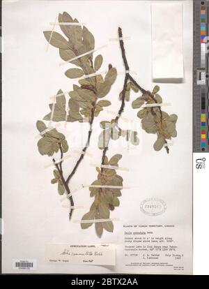 Salix commutata Bebb Stock Photo - Alamy