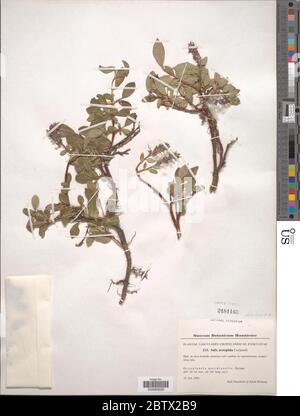 Salix arctophila Cockerell Salix arctophila Cockerell Stock Photo - Alamy
