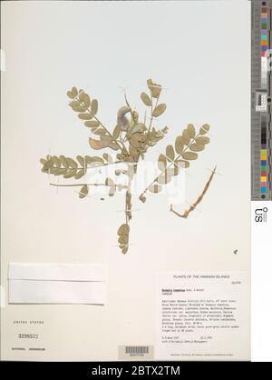 Sesbania tomentosa Hook Arn Sesbania tomentosa Hook Arn Stock Photo - Alamy