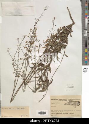 Desmodium strictum Pursh DC Desmodium strictum Pursh DC Stock Photo - Alamy