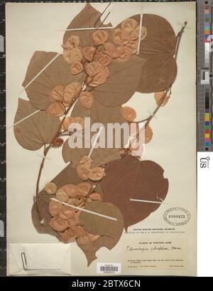 Flemingia chappar Benth Flemingia chappar Benth Stock Photo - Alamy