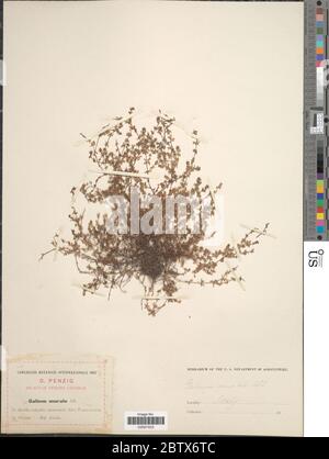 Galium murale L All Galium murale L All Stock Photo - Alamy