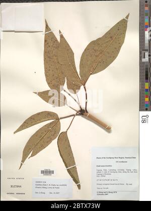 Gamblea innovans Siebold Zucc CB Shang et al Gamblea innovans Siebold ...