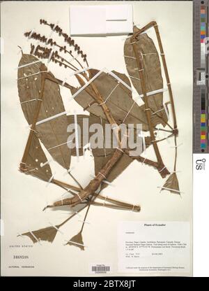 Indet sp. 10 Jan 20191 Stock Photo - Alamy