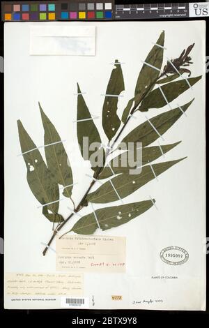 Justicia secunda Vahl Justicia secunda Vahl Stock Photo - Alamy