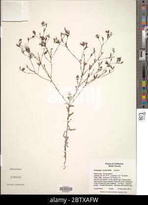 Lessingia nemaclada Greene Lessingia nemaclada Greene Stock Photo - Alamy