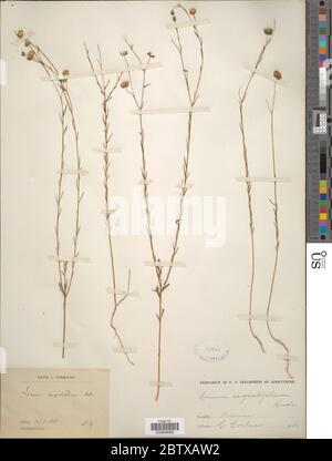 Linum angustifolium Huds Linum angustifolium Huds Stock Photo - Alamy