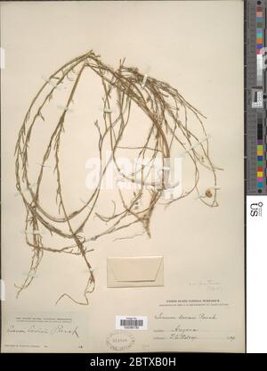 Linum lewisii Pursh. 20 May 20191 Stock Photo - Alamy