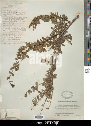 Lonicera syringantha Maxim Lonicera syringantha Maxim Stock Photo - Alamy
