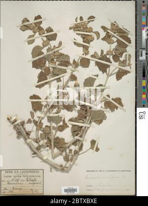 medicinal plant horehound leaves, scientific name Marrubium vulgare ...