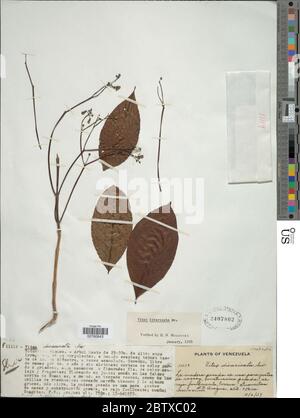Vitex divaricata Sw Vitex divaricata Sw Stock Photo - Alamy