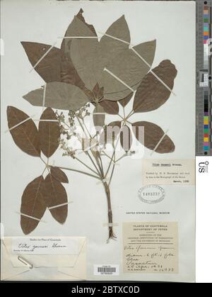 Vitex gaumeri Greenm Vitex gaumeri Greenm Stock Photo - Alamy