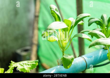 Planting Chinese Cabbage in a hydroponic system Stock Photo - Alamy