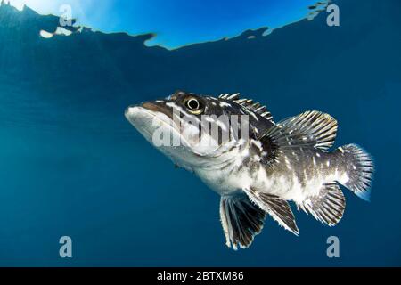 Wreckfish (Polyprion americanus), marine reserve on the coast, Cote ...