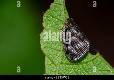 Ricaniid Planthopper, Ricaniidae Family, on leaf, Weda, Halmahera ...