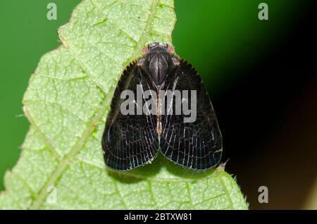 Ricaniid Planthopper, Ricaniidae Family, on leaf, Klungkung, Bali ...
