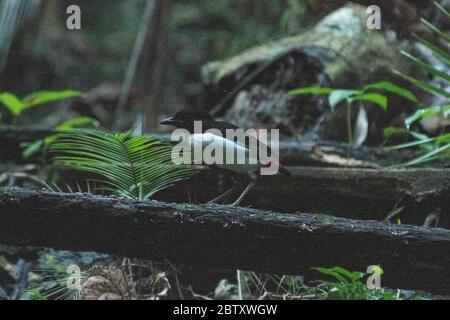 Ivory Breasted Pitta, Pitta maxima, on forest floor, endemic to ...