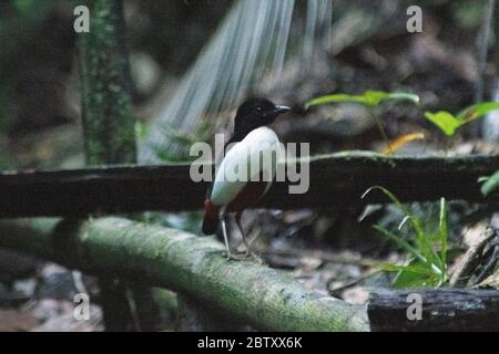 Ivory Breasted Pitta, Pitta maxima, on forest floor, endemic to ...