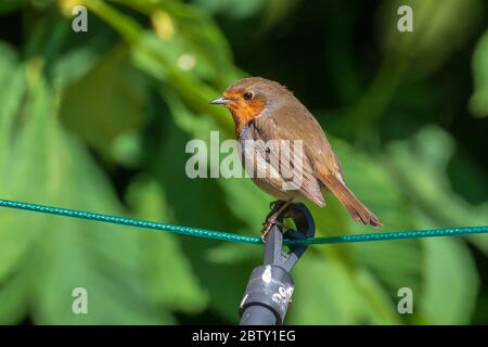 Common garden bird the robin resting on a washing line Stock Photo - Alamy