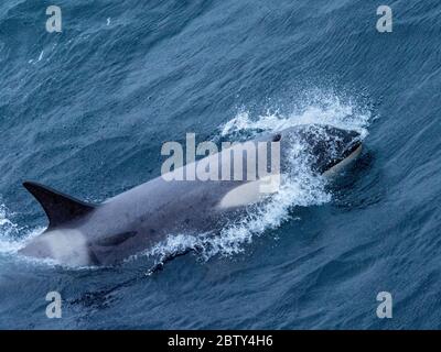Type Big B killer whales, Orcinus orca, searching ice floes for ...