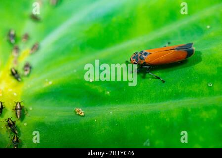 A red cotton stainer bug is resting on the green leaf Stock Photo - Alamy