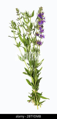 Hyssop, Hyssopus officinalis, branch, leaves, Isop, herbs, Josefskraut ...