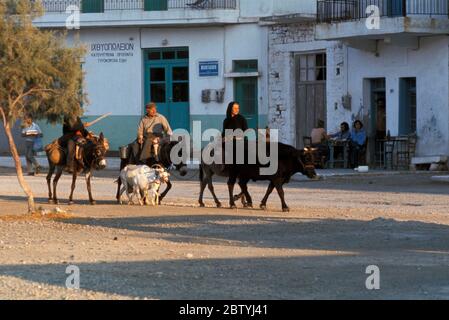 Elderly women riding on mules with a cow sheep in a village in Crete ...